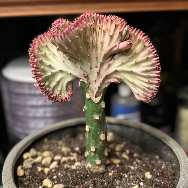 Tylecodon Paniculatus Bonsai Tree Cactus Plant Succulent-easy to Grow ...