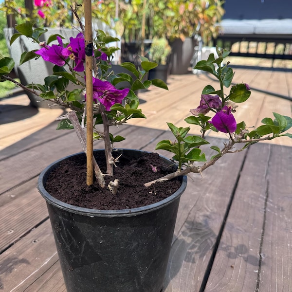 Fruit Cocktail Mango Tree - Grafted Tree - - 1 Feet Tall -grafted ...