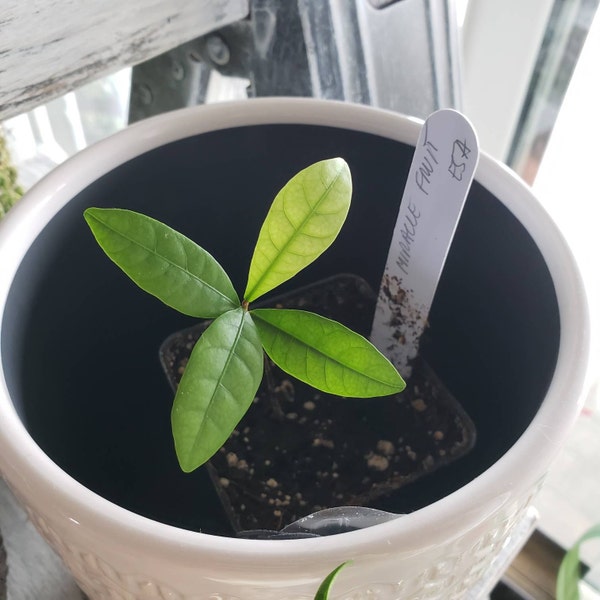 Miracle Fruit Synsepalum Dulcificum Miracle Berry Fruit Seedling PLANT ...
