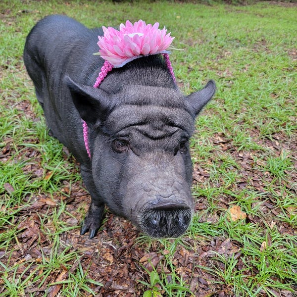 Skirt & Matching Bow Neck-band! Mini Pig Clothes, Pot Belly Pig Clothes ...