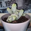 Dinosaur Back (myrtillocactus Geometrizans F. Cristata), Crested Cactus ...