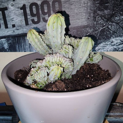 Dinosaur Back, Myrtillocactus Geometrizans F. Cristata, Cactus ...