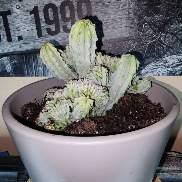 Dinosaur Back (myrtillocactus Geometrizans F. Cristata), Crested Cactus ...