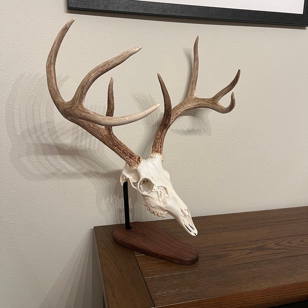 European Table Top Skull Mount. Walnut European Skull Mount Display - Etsy