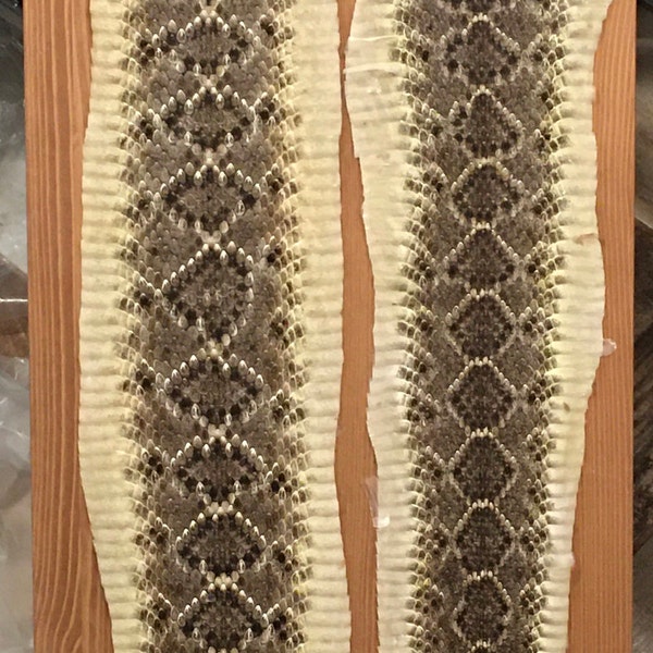 Diamondback Rattlesnake Skin W/O Rattle - Some WIDE Ones - Etsy