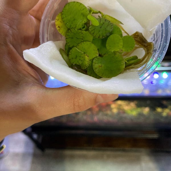 Water Spangles Salvinia Minima Floating Plant Freshwater Aquarium Plant ...