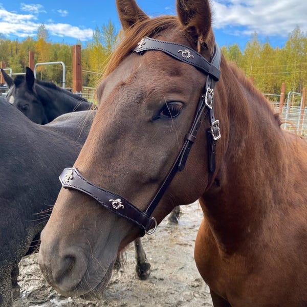 Anatomical French Bridle Lazypony With Reins, Leather Bridle, Horse ...