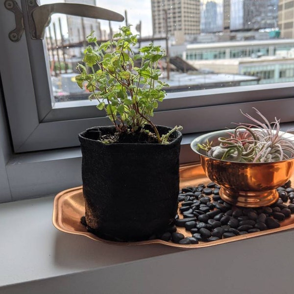 Cute Apples Classroom Name Tags, Editable Canva Template, Printable ...