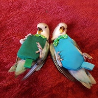 Pink Owl// Bird Diaper Parrot Flight Suit 2meters Leash - Etsy