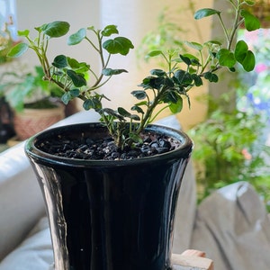 Peter Pan English Ivy - 2.5" Pot - Terrarium/fairy Garden/house Plant ...