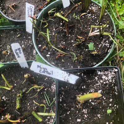 1 Dwarf Burning Bush Sapling BARE ROOT Hardy Shrub Privacy - Etsy