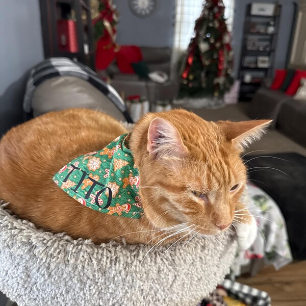 Kitty Gifts Crinkly Cat Nip Mat, Fun Cat Toys, Custom Cat Bed, Padded ...