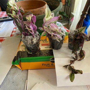 Special 8 Plant Bundle - Etsy