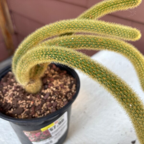 GOLDEN Rat Tail Cactus - Etsy