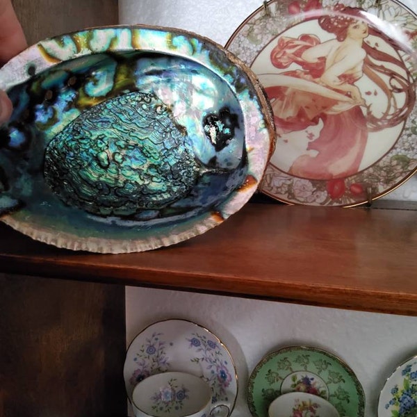 Large Abalone Shell, Colorful Abalone Shell, Natures Painting in a ...