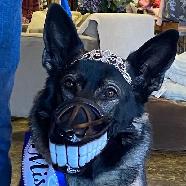 Pet Gift Werewolf Dog Muzzle Scary Doberman Muzzle Bloodless Painted ...