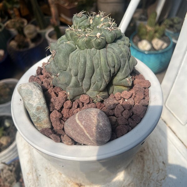 Rare Euphorbia - Euphorbia Obesa Small Cluster (2"-3"), Live Plant - Etsy