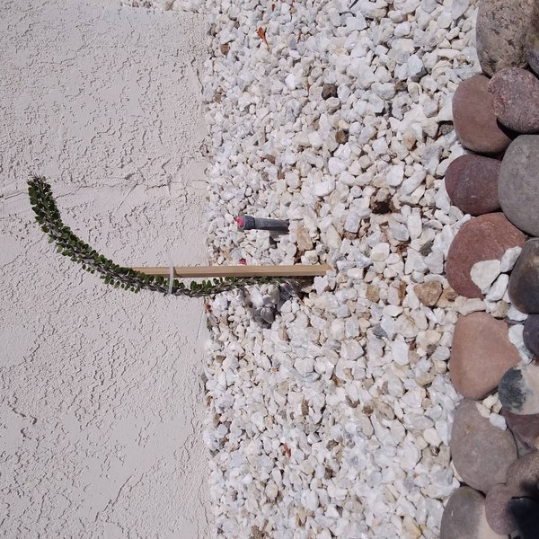 Alluaudia Procera, Madagascar Ocotillo Succulent, Live Plant (bare Root ...