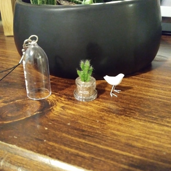 Live Apple Cactus Necklace Plant - Living Cacti Terrarium Succulent ...