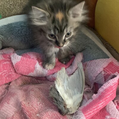 Dried Quail Wings4 for Crafts & Cats - Etsy