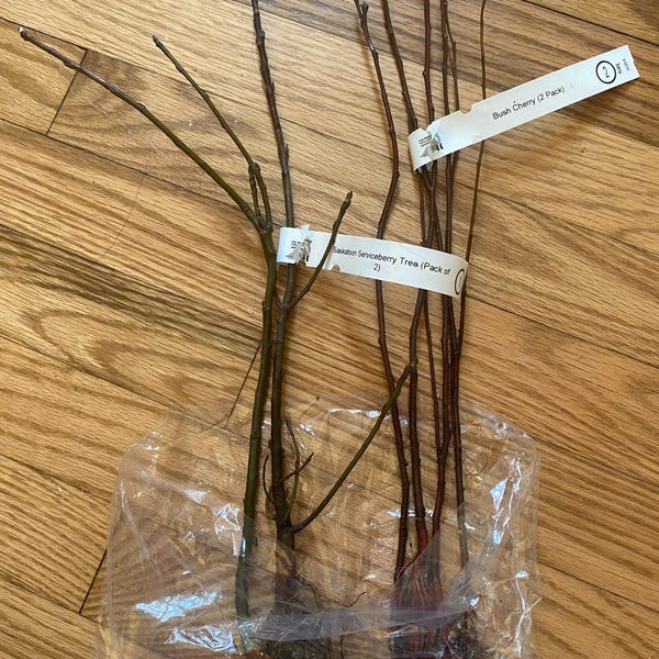 Bush Cherry (2 Pack), Prunus Beseyi, Hansen's Bush Pie Cherry Tree ...