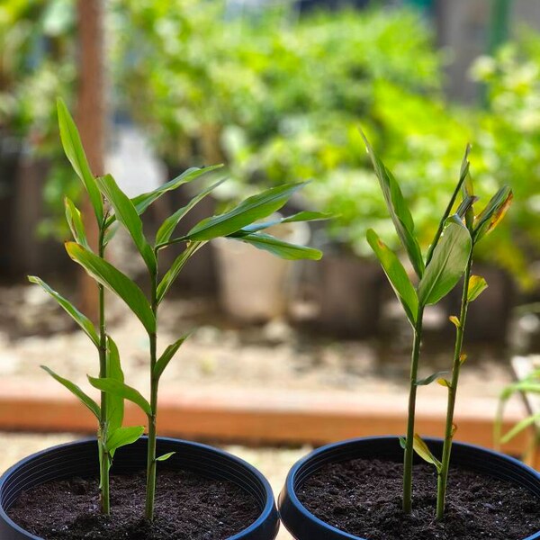 Butterfly Ginger (dolon Chapa) Flower Plant - Etsy