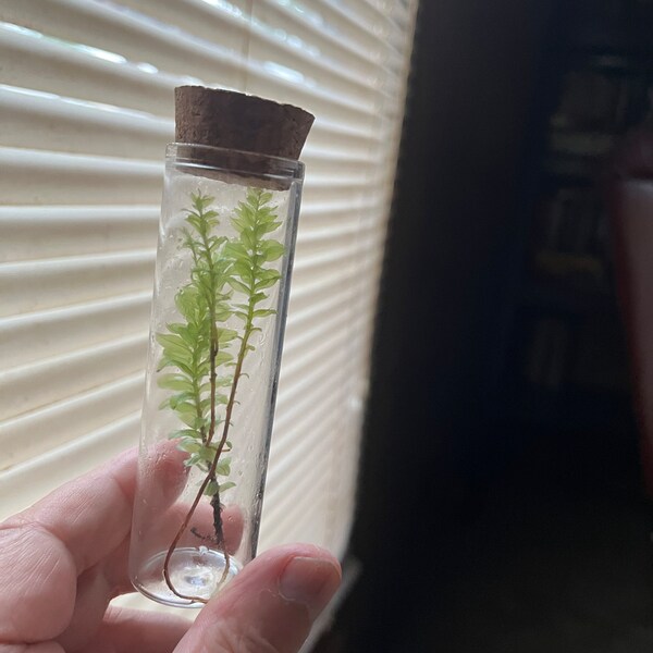 Badge Moss Plagiomnium Insigne Terrarium Glass Jar Vial Mini Forest ...