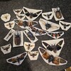 Real Blue Lanternfly, Pyrops Gunjii, Open Wings for All Your Taxidermy ...