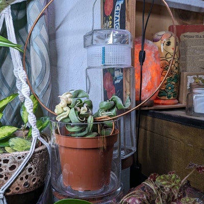 Copper Plant Trellis Houseplant Support Wire Stake - Etsy
