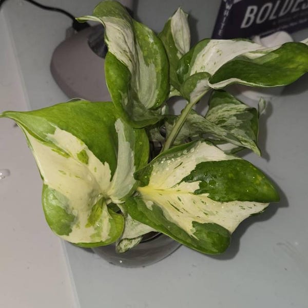 Starter Plant Thanksgiving/ Holiday Cactus "limelight Dancer" in a 3 ...