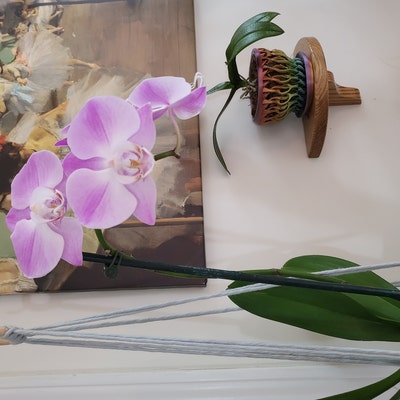 Awarded cotton Candy Phal. Cheng-de Beauty 'sakura' AM/AOS , Handsome Plant in 4 Pot With 25-28 ...