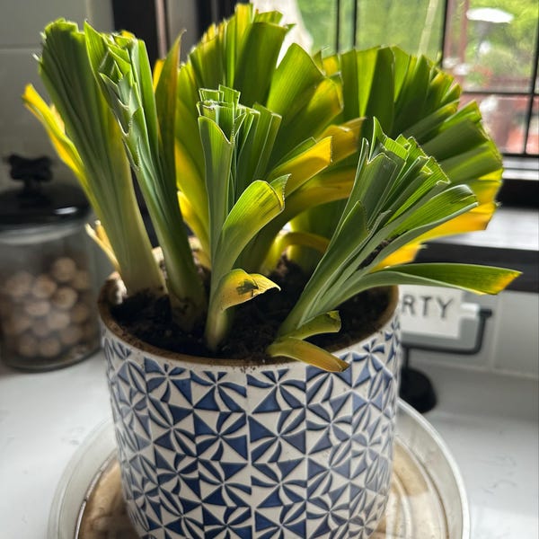 Free Shipping on Reblooming Daylily “big Time Happy” 4 Inch Canary ...