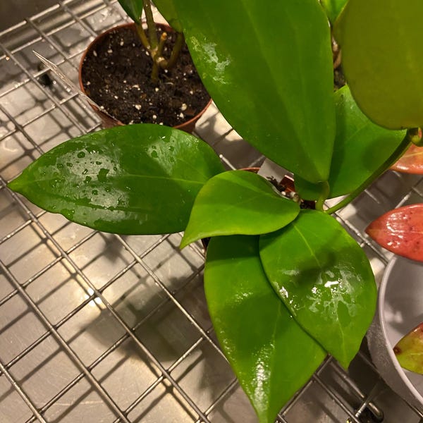 Hoya Irina, Rare Hoya Hybrid, Rooted Plant Shipped in 2.5 Pot, Ships ...