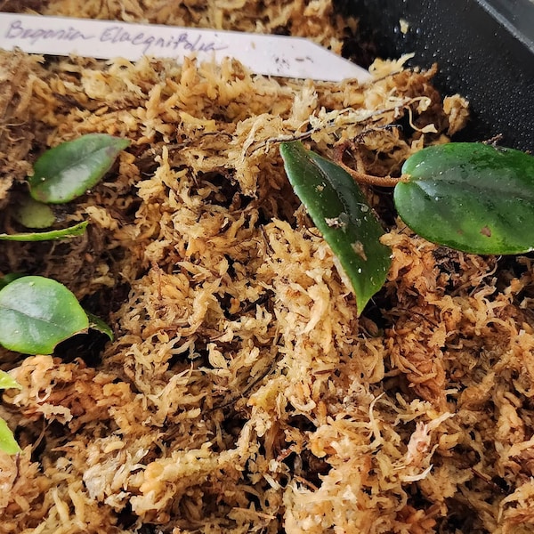 Nymphaea "sunfire" Water Lily (sprouted Tuber - Rhizome) / Pink Water ...