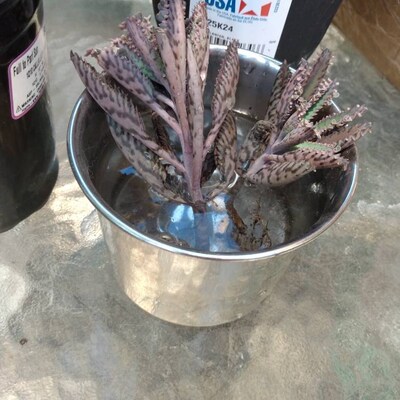 Alligator Plant Succulent maternity Plant Kalanchoe Tubiflora 10 Tiny ...