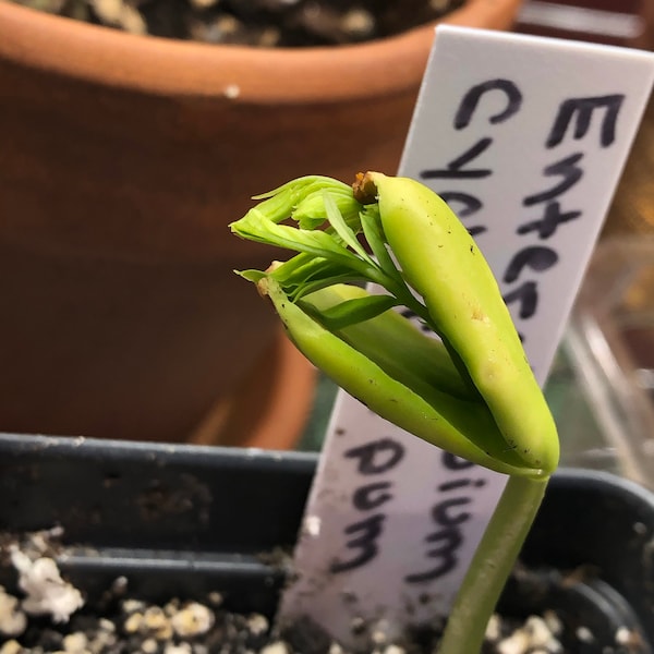 Baobab Tree- 5 Seeds -rare Seed for Tropical Growers -adansonia ...