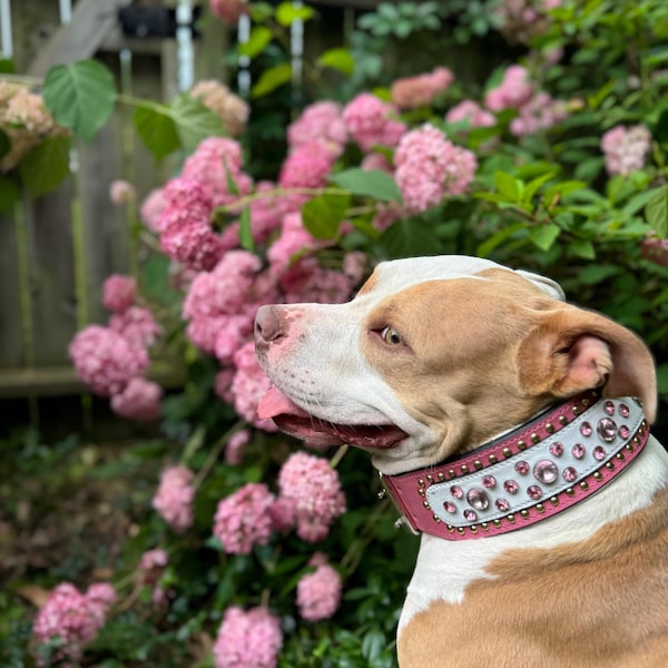 Extreme Collars Handmade Dog Collars Personalized Collars Dog Gift ...