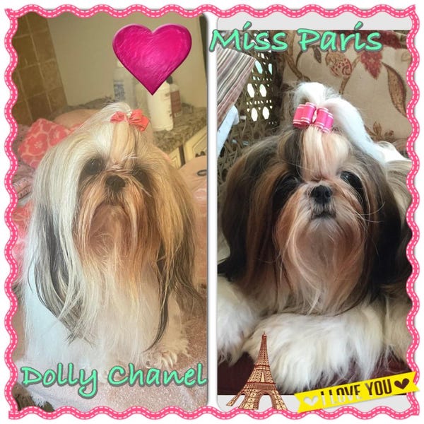 The "be Mine" Topknot Puppy Dog Show Bow. Valentine Bow, Holiday Bow ...