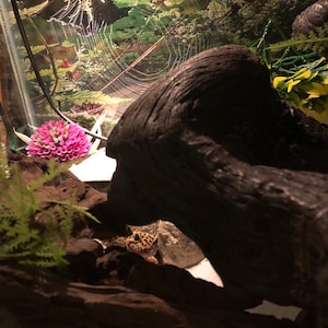 40 Gallon Desert Landscape Tank Background by Petbackdrops - Etsy