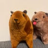 Rock Hyrax #1 - Rock Badger - Cape Hyrax - Dassie - 1 Pc - Soft Toy ...