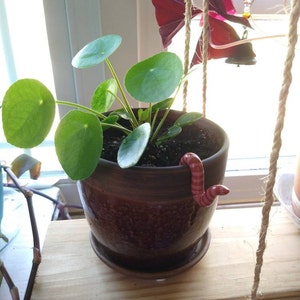 Earthworm Pot Pal Plant Pot Accessory - Etsy