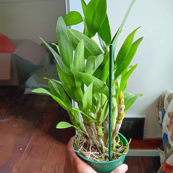 Rlc. Sung Ya Green 'mailman' 2.5 Pot - Etsy