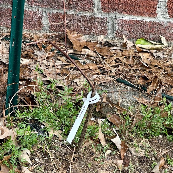 Delaware Seeded Grape Plant デラウエア 玫瑰露葡萄 - Etsy