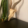 European Skull Mount Table Top Display. Deer Skull Cow Skull, Elk Skull ...