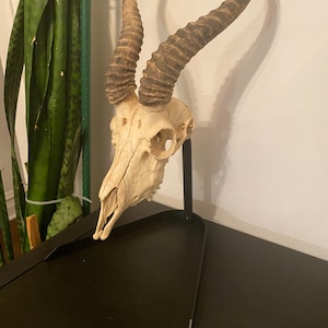European Skull Mount Table Top Display - Etsy