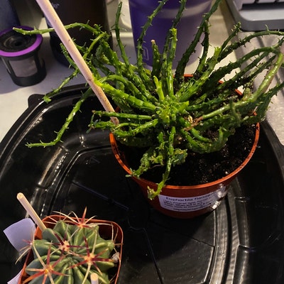 Disocactus Macranthus Golden Orchid Cactus Unrooted Succulent - Etsy