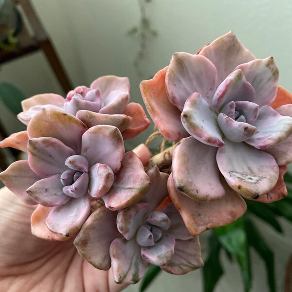 Graptoveria Gypsy Variegated-succulent - Etsy