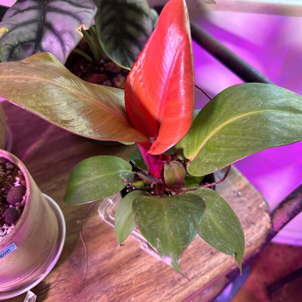 Philodendron Red Sun Plant 4" Pot, Live Red Plant Philodendron ...