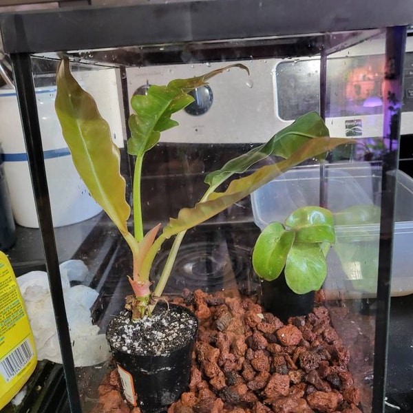 Alocasia Pink Princess Starter Plant (ALL STARTER PLANTS Require You to ...
