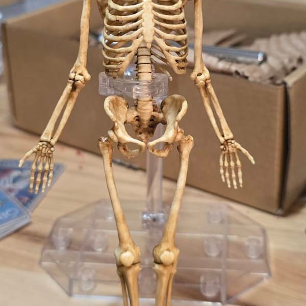Hand-painted 3D Printed Human Skeleton Craft in Antique Bronze - Human ...